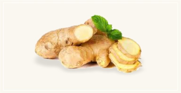 Best Herbs for Maintaining Good Stomach Health
