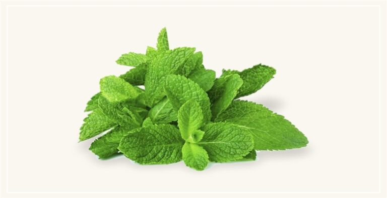 Best Herbs for Maintaining Good Stomach Health